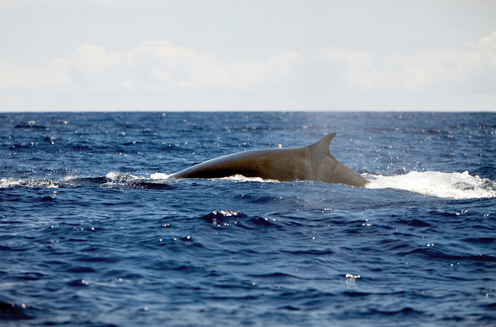 Nuclear Bomb Sensors Eavesdrop on Whales | Scientific American