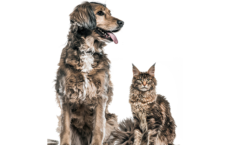 Dogs Have a Lot More Neurons Than Cats - Scientific American