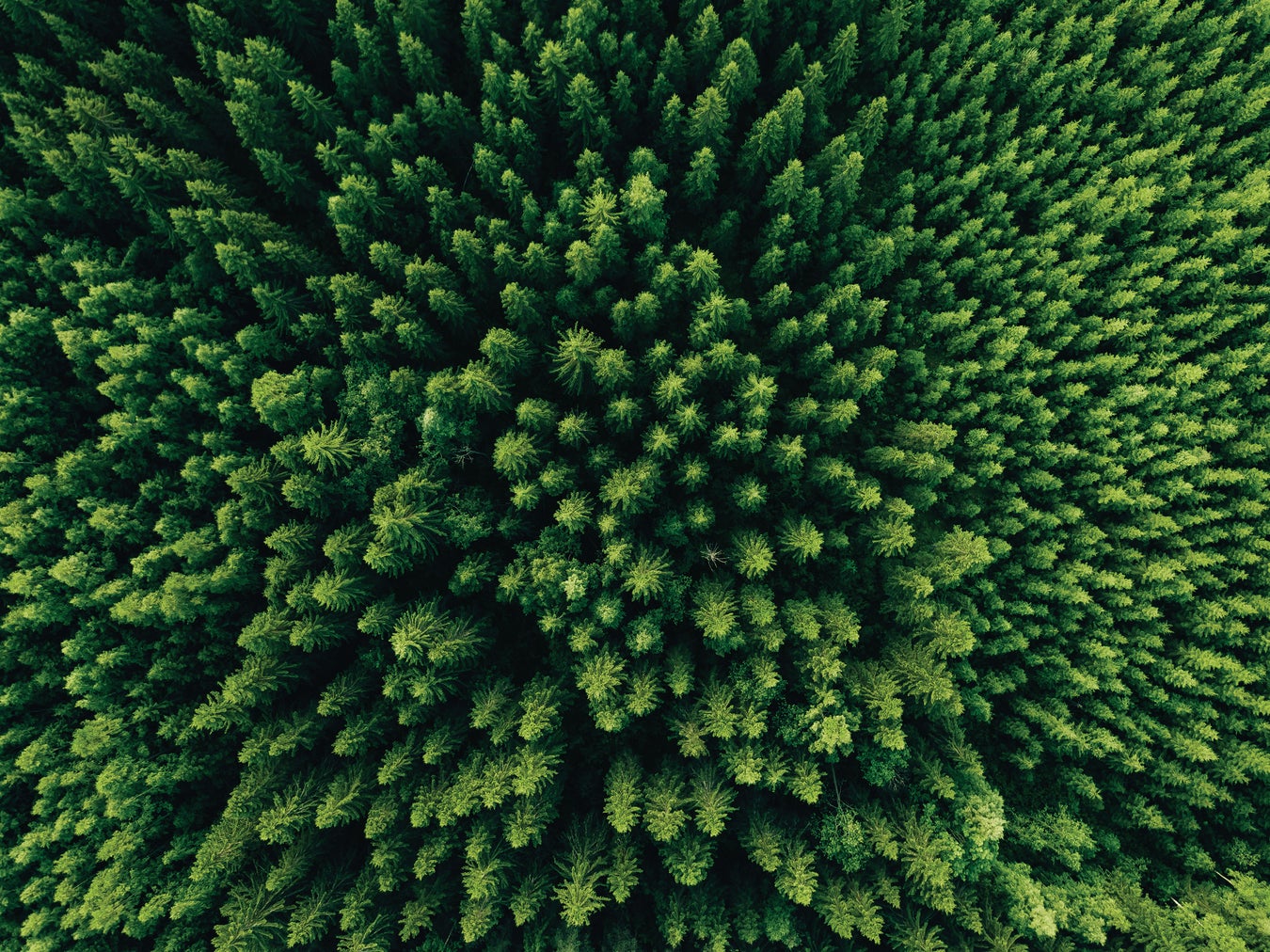 Do Trees Really Support Each Other through a Network of Fungi ...