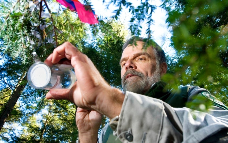 An Army of Beetles Could Save Dying Hemlock Forests - Scientific American