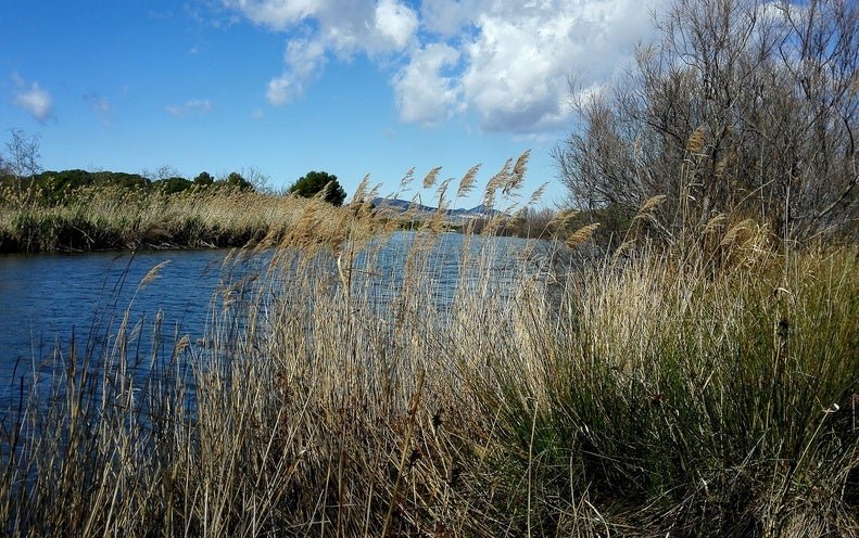 Bacteria Helped Plants Evolve to Live on Land - Scientific American
