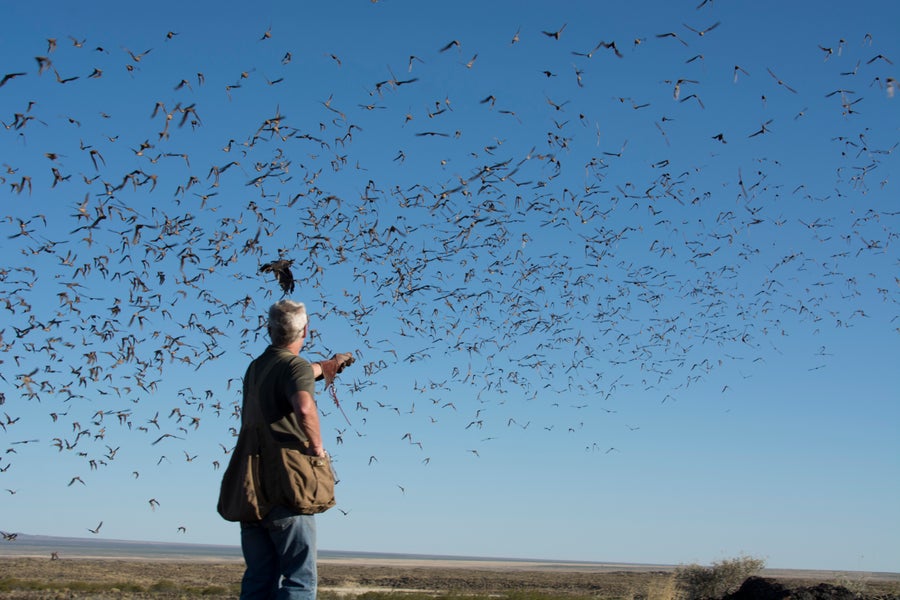 Bats Beat Dolphins in the Battle over Who Has the Best Sonar ...
