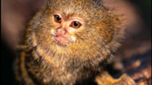 Monkey Mating Requires Lots of Brainpower - Scientific American