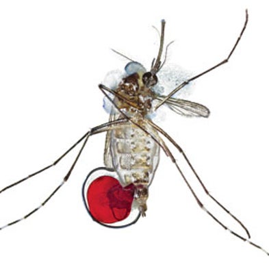 Should Scientists Use Genetically Modified Insects to Fight Disease ...