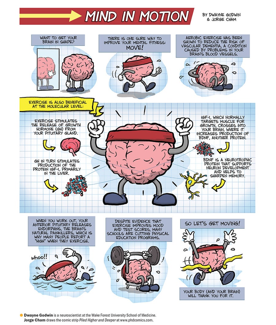 Exercise Gets the Brain in Shape | Scientific American