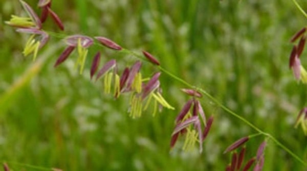 Genetically Modified Crops Pass Benefits to Weeds - Scientific American