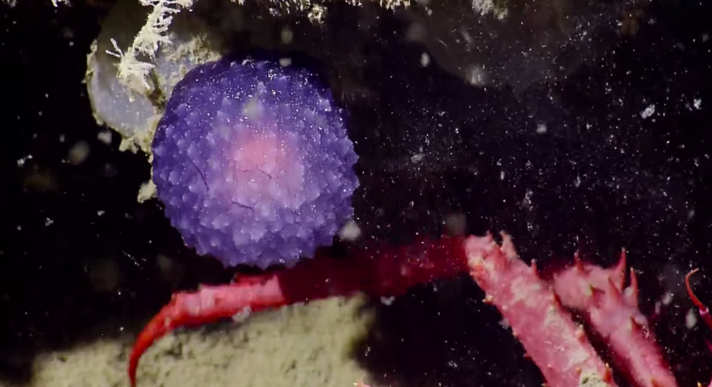 Mysterious Purple Sea Orb Stymies Scientists [Video] | Scientific American