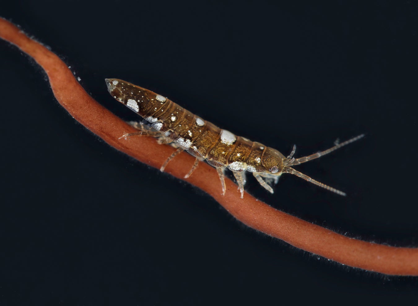 In a First, Tiny Crustaceans Are Found to 'Pollinate' Seaweed like Bees ...