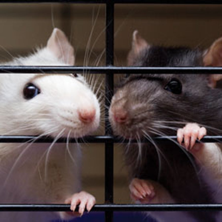 Rats Display Altruism | Scientific American