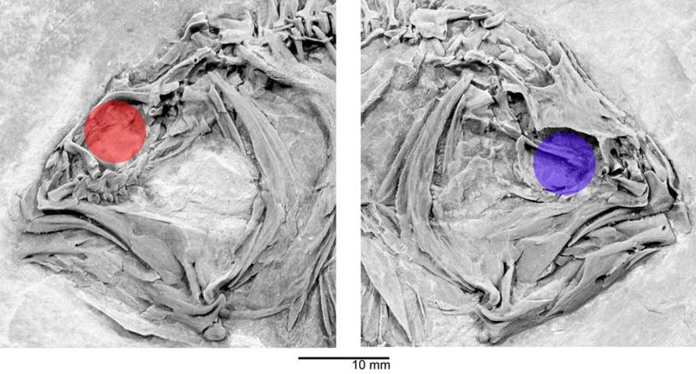 Side Step: Asymmetrical Skull Links Modern Flatfish to Ancient ...