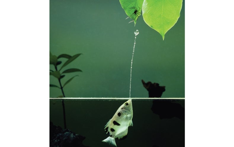 Fishes Use Problem Solving and Invent Tools - Scientific American