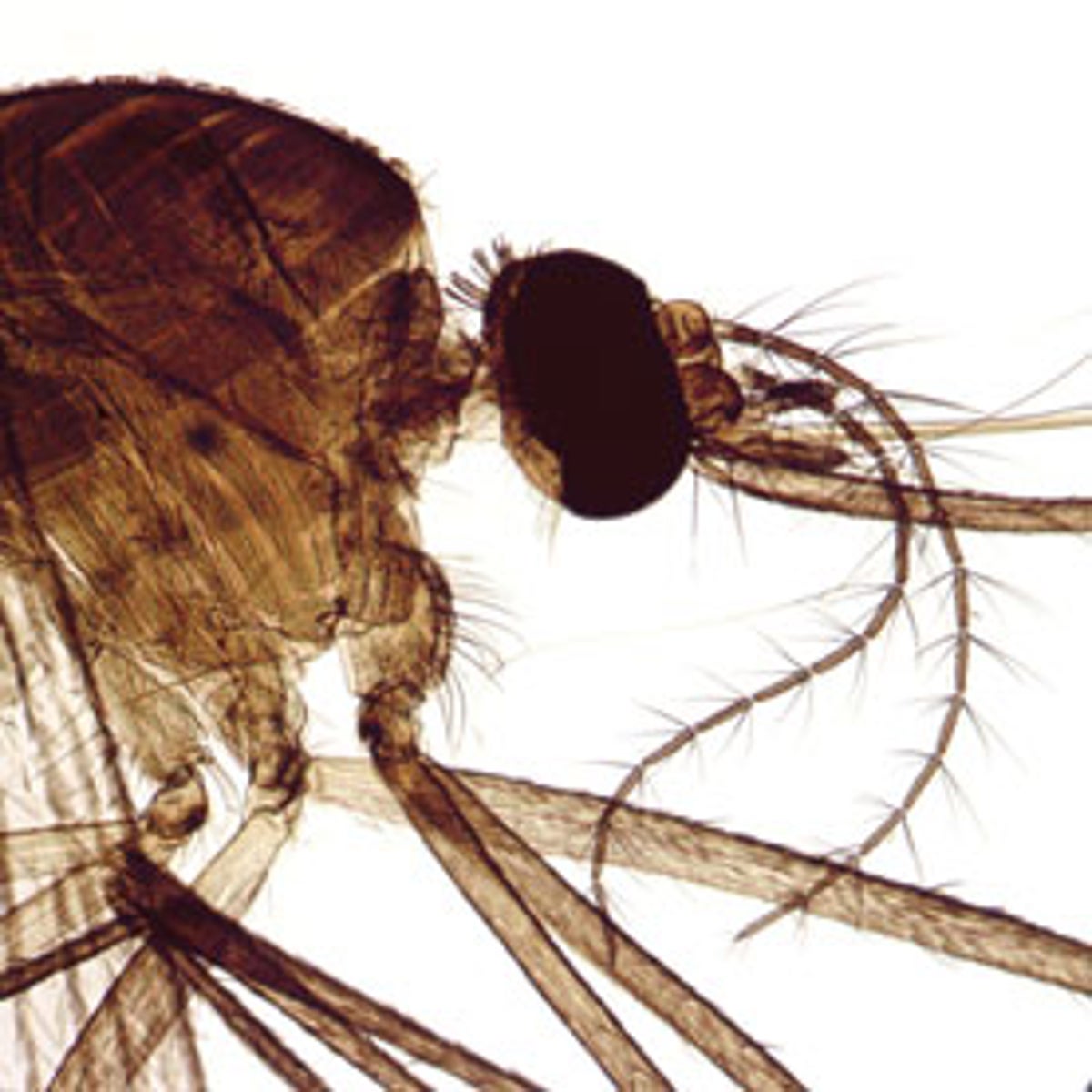 Outsmarting Dengue Fever by Vaccinating Mosquitoes | Scientific American