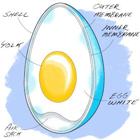 Porous Science: How Does a Developing Chick Breathe Inside Its Egg ...
