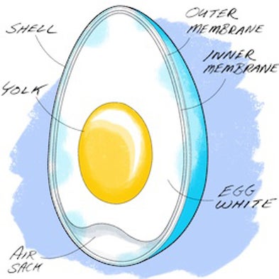Porous Science: How Does a Developing Chick Breathe Inside Its Egg ...