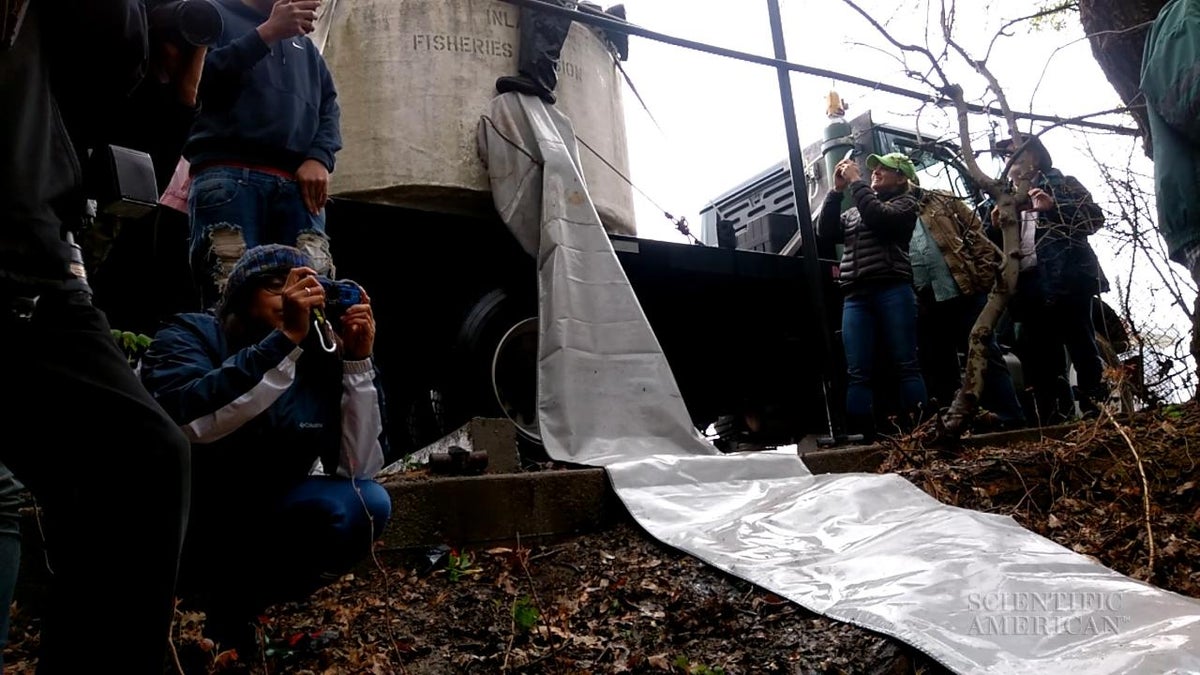 400 Fish Released into the Revitalized Bronx River | Scientific American
