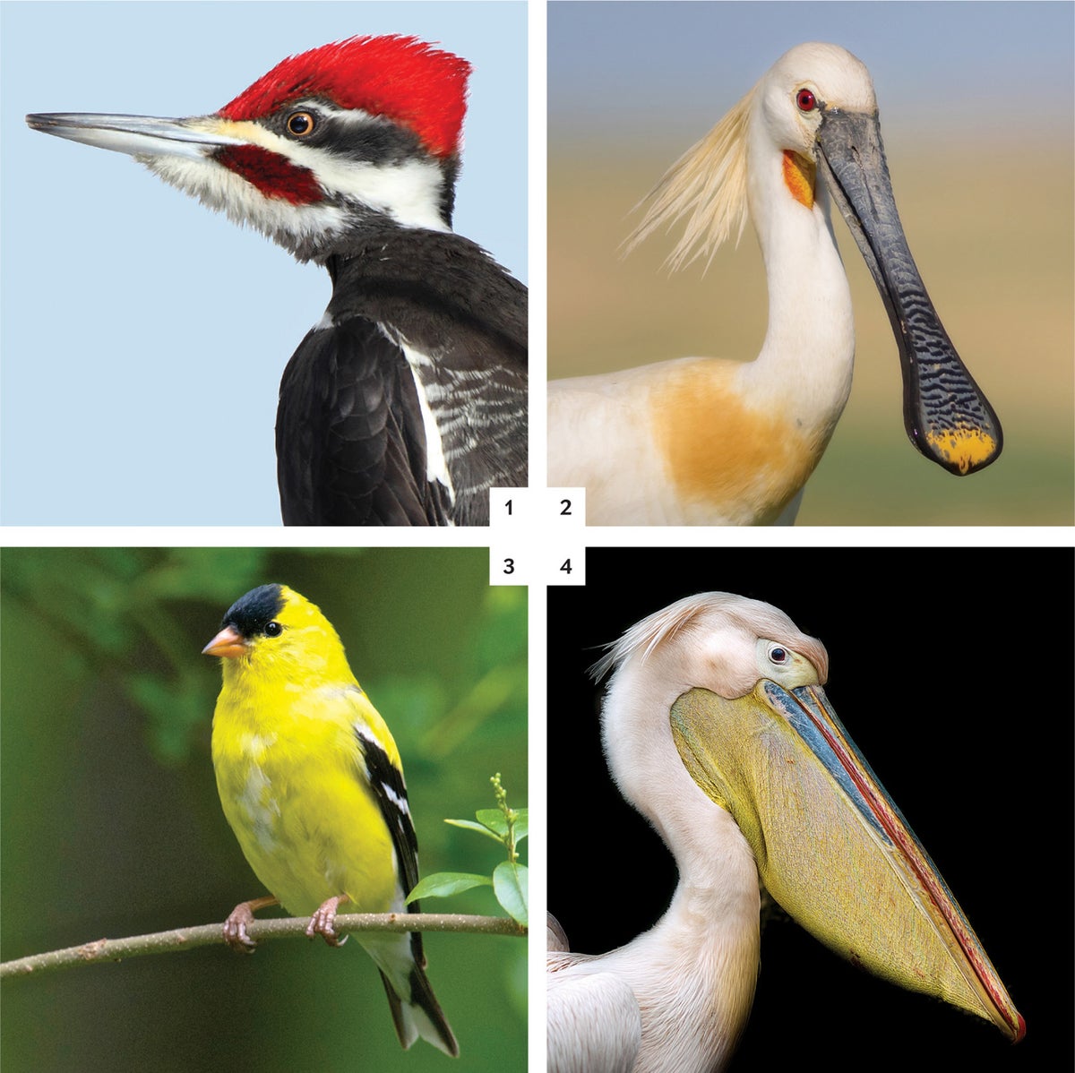 How Birds Evolved Their Incredible Diversity | Scientific American