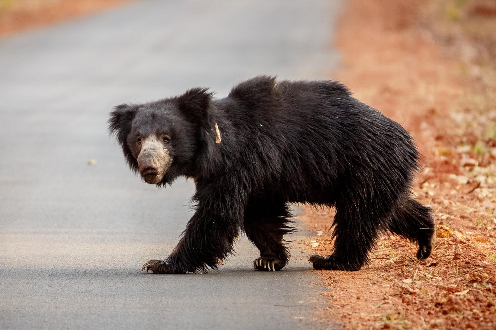 Where Are You Most at Risk of a Large Predator Attack? | Scientific ...