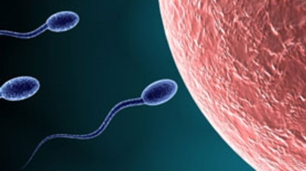 Lab-Made Egg and Sperm Precursors Raise Prospect for Infertility ...