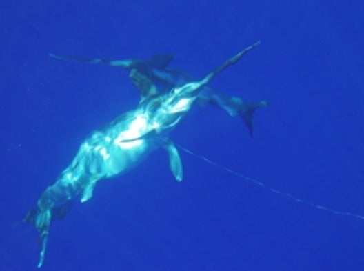 Mystery of Male Swordfish Courtship Ritual Revealed - Scientific American