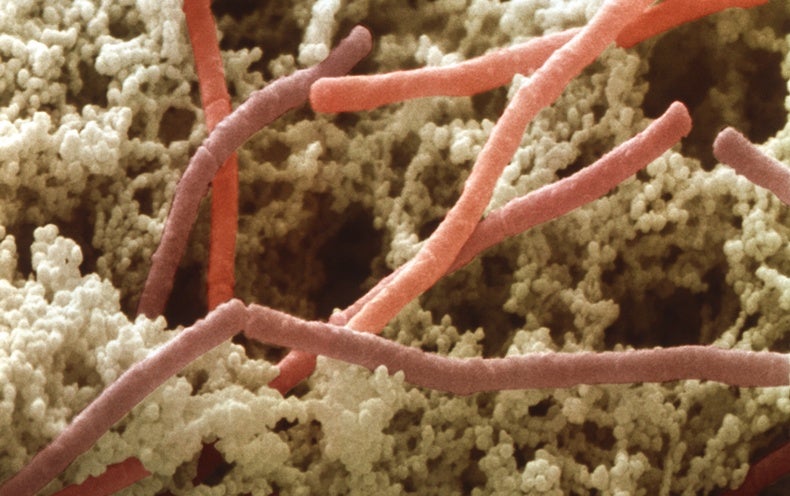 Spaceflight Alters the Gut Microbes of Mice and Men - Scientific American