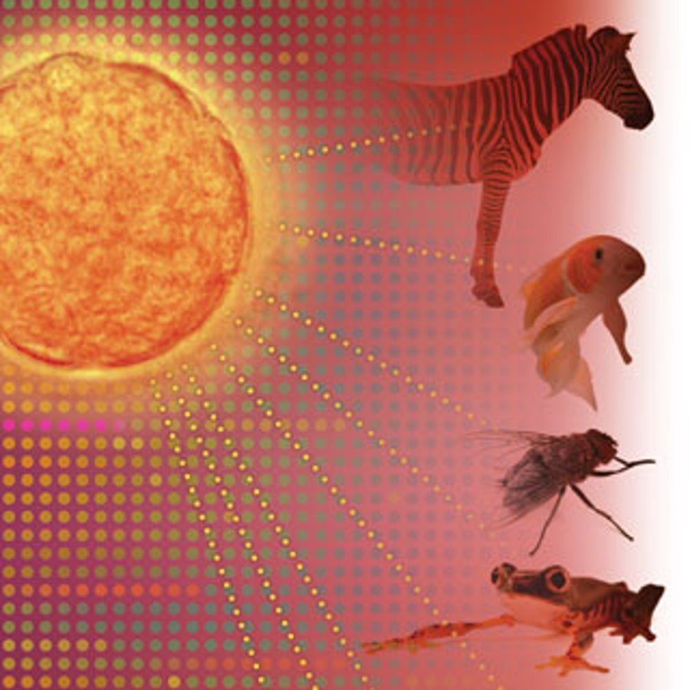 Regulating Evolution: How Gene Switches Make Life | Scientific American