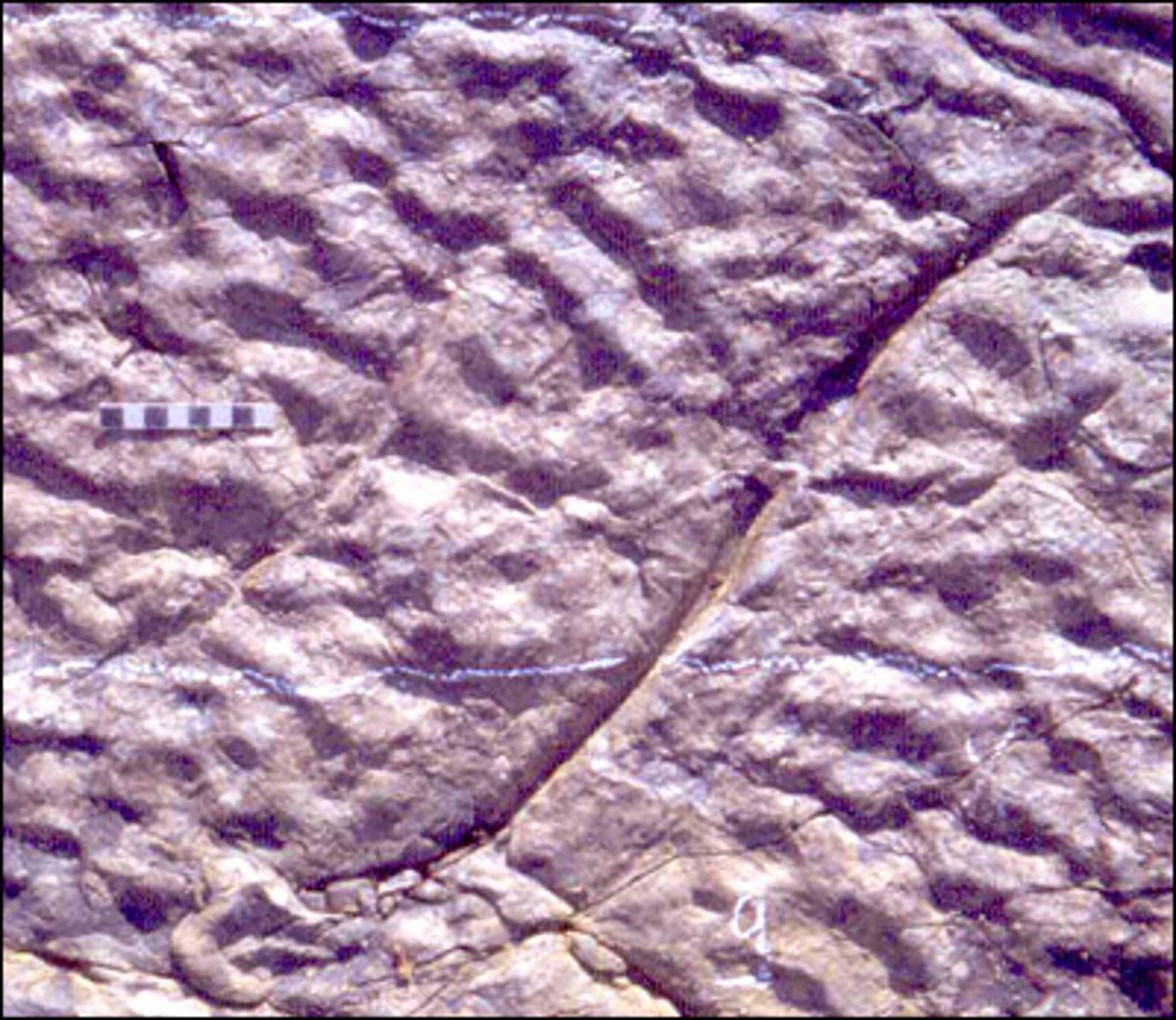 Dinos Swam the Duck Stroke | Scientific American