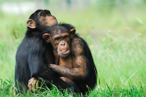 Love among the Primates | Scientific American
