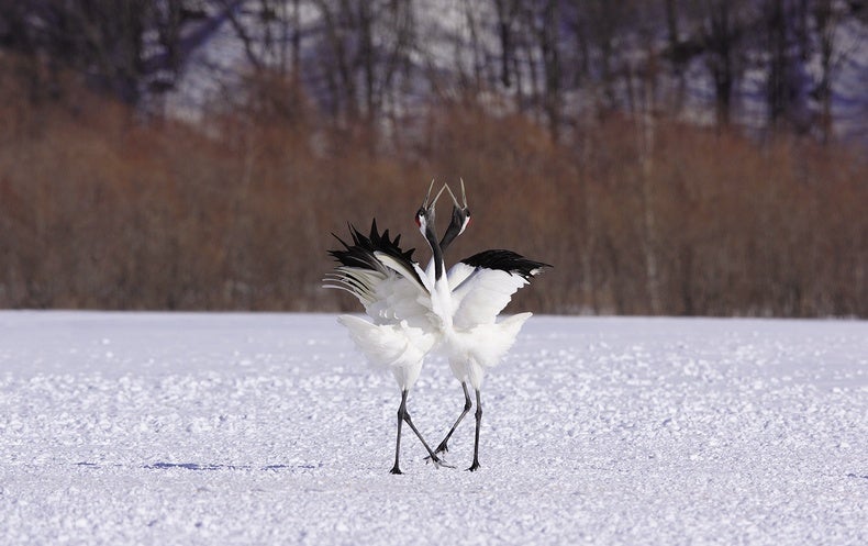Monogamy May Be Written in Our Genes - Scientific American