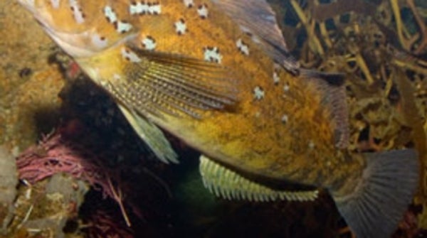 Radioactive Fish Near Fukushima Suggest Ongoing Contamination ...