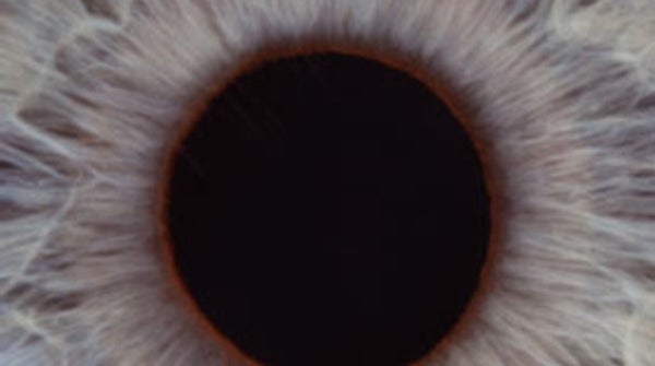 Pupils Dilate or Expand in Response to Mere Thoughts of Light or Dark ...