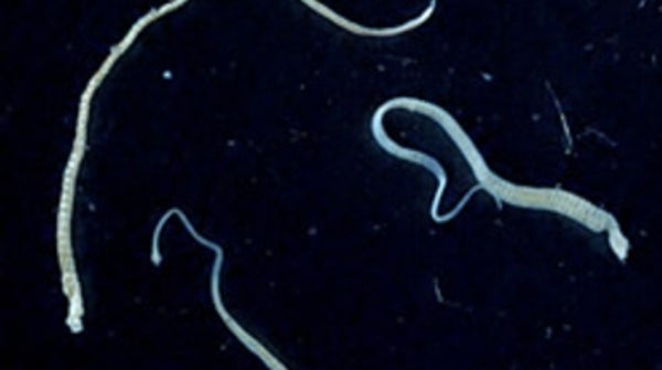 Tapeworm Spreads Deadly Cancer to Human - Scientific American