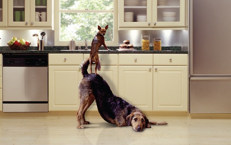 The Social Genius of Animals - Scientific American