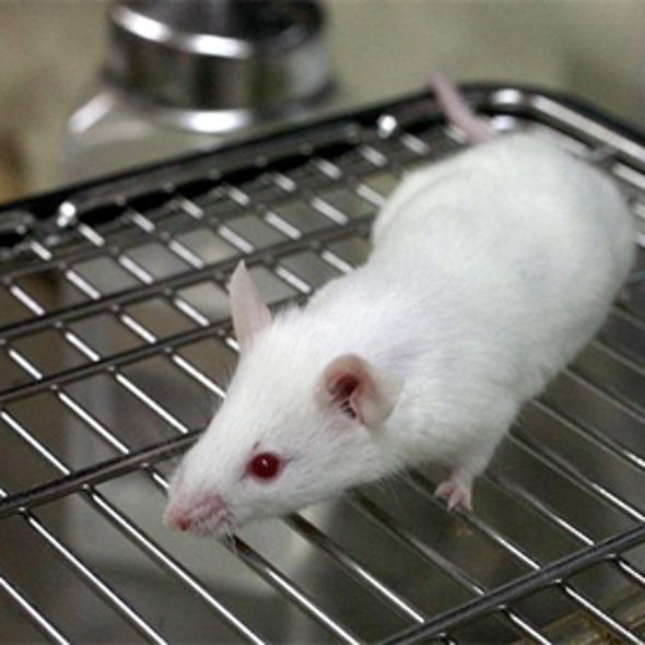 How Depressed Is That Mouse? - Scientific American