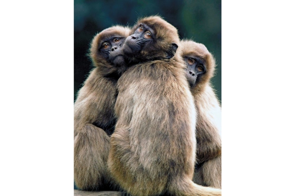 The Biological Blessings of Friendship | Scientific American