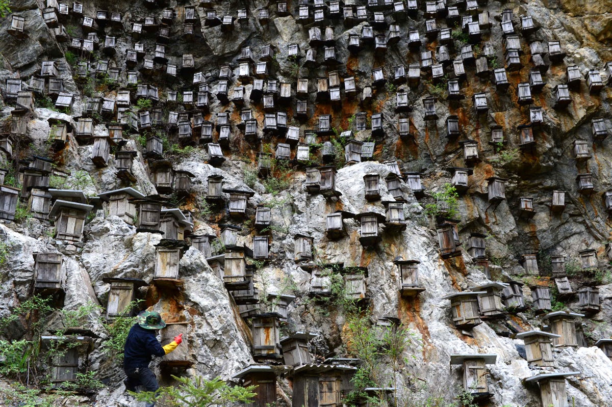 Beehives on a Cliff Wall Are Protected from Predators and Pesticides ...