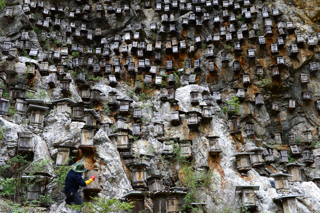 Beehives on a Cliff Wall Are Protected from Predators and Pesticides ...