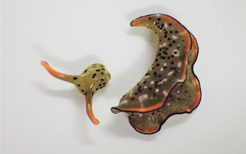 This Sea Slug Can Chop Off Its Head and Grow an Entire New Body--Twice ...