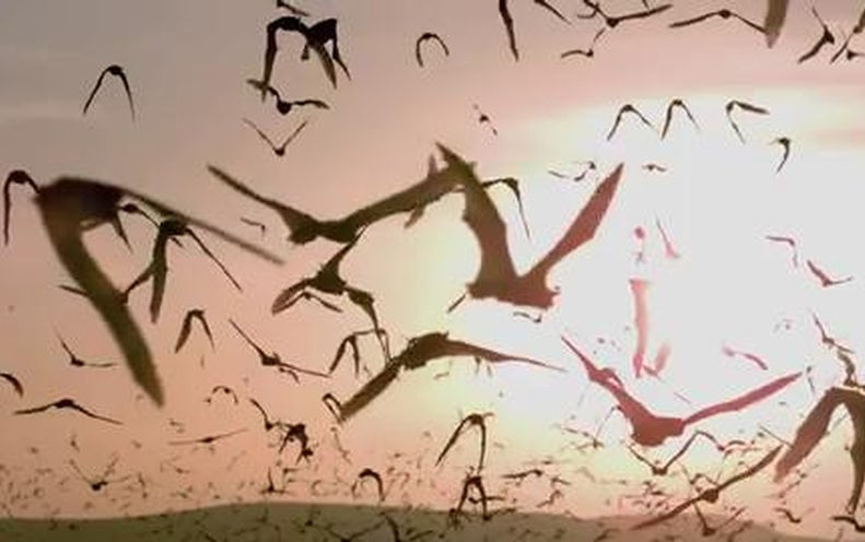 Watch a Sunset Bat Ballet - Scientific American