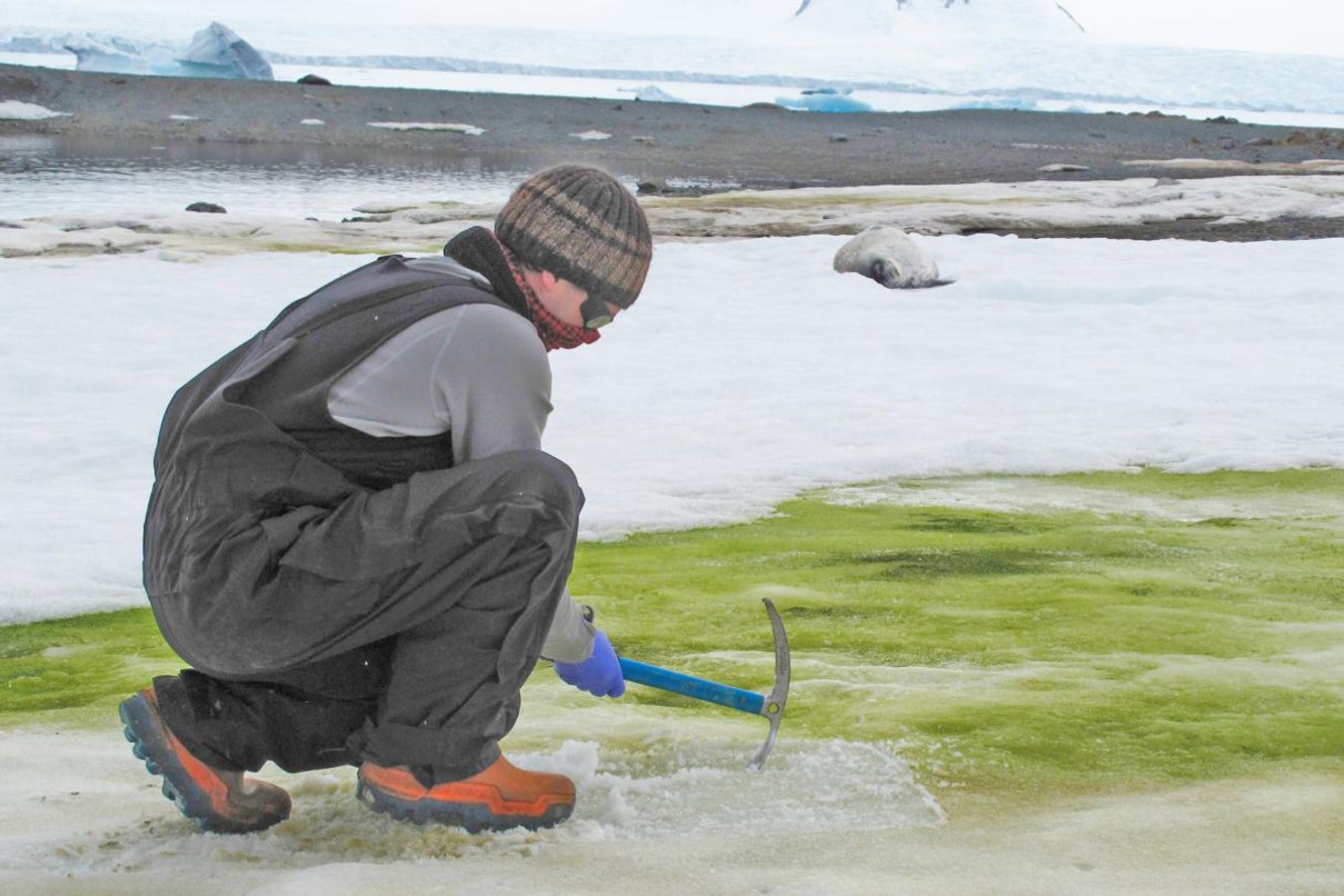 In Summer, Antarctic Snow Turns Green with Algae | Scientific American