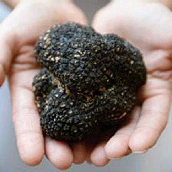 The Hidden Life of Truffles | Scientific American