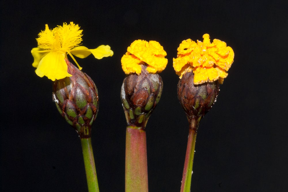 This Flower Is Really a Fungus in Disguise | Scientific American