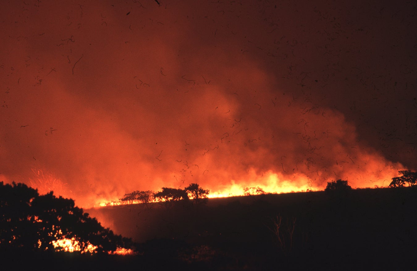 Deforestation Ticks Up in Brazil's Savanna | Scientific American