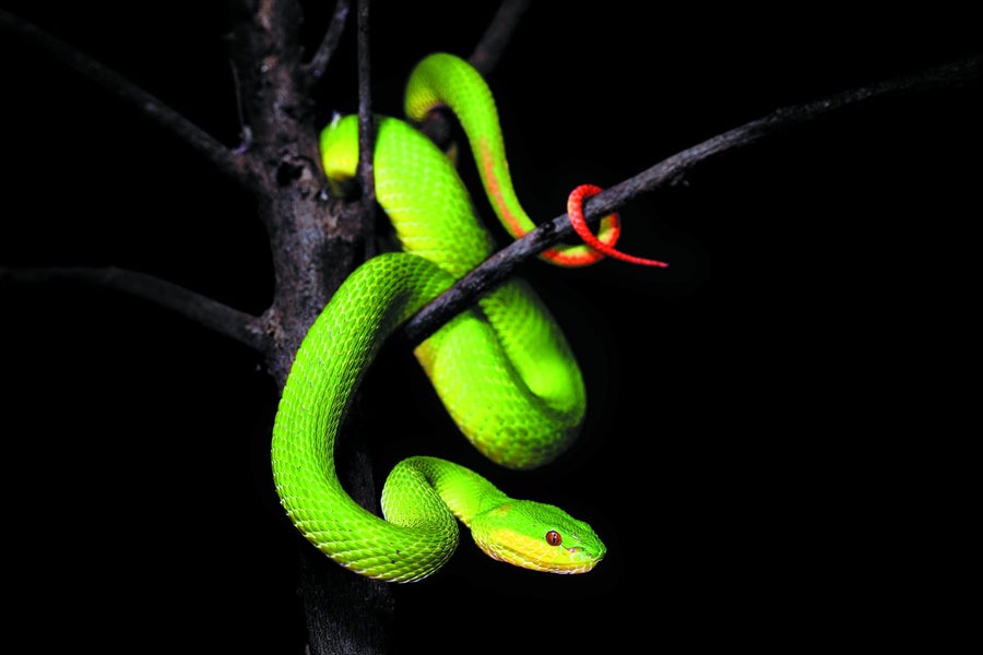 Snakes' Flexible, Heat-Sensing Organs Explained | Scientific American