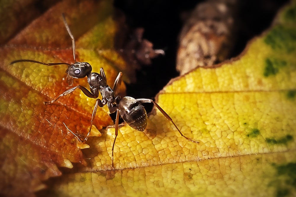 Ants Can Sniff Out Cancer | Scientific American