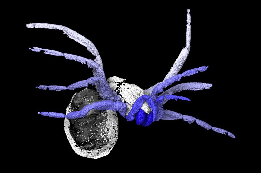 305-Million-Year-Old "Almost Spider" Unlocks Arachnid History ...