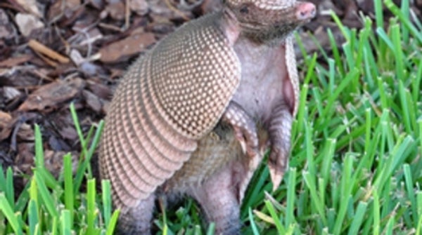 Armadillo Moves North Across a Warmer North America - Scientific American