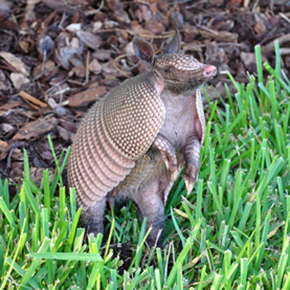 Armadillo Moves North Across a Warmer North America - Scientific American