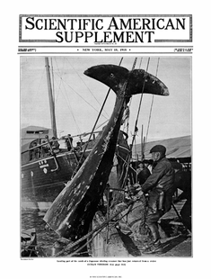 The Salvage of U-Boat Victims—II - Scientific American
