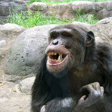 Why would a chimpanzee attack a human? - Scientific American