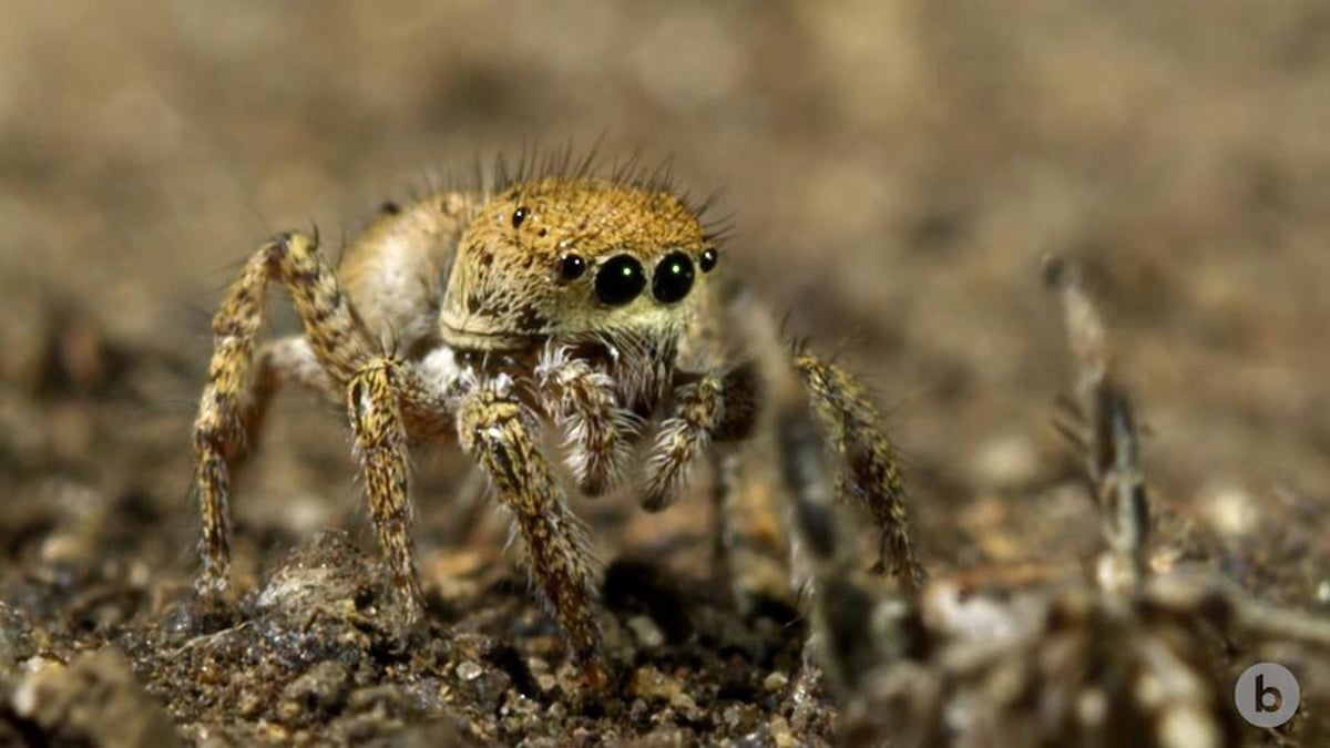 Spiders Perform a Spooky Seduction Dance | Scientific American